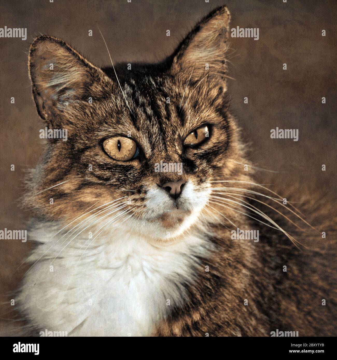 portrait of a cat with texture Stock Photo - Alamy