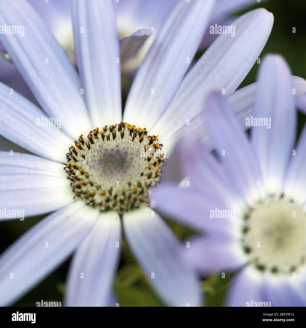 Blue flower macro shadow hi-res stock photography and images - Alamy