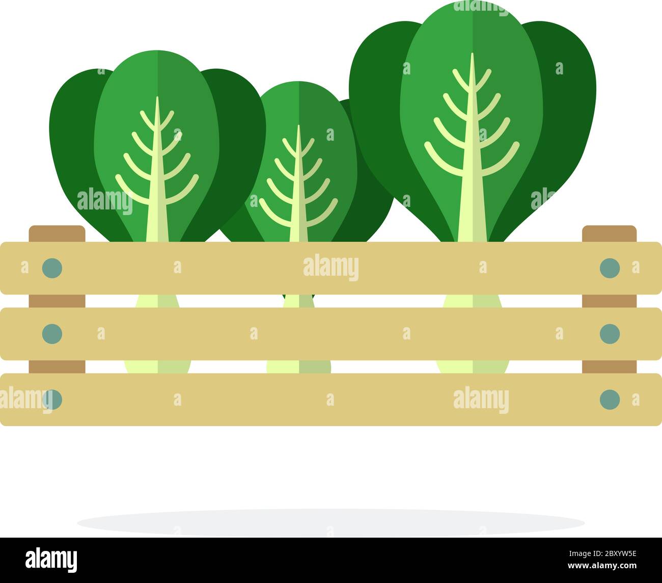 Whole fresh green cabbage Stock Vector Images - Alamy