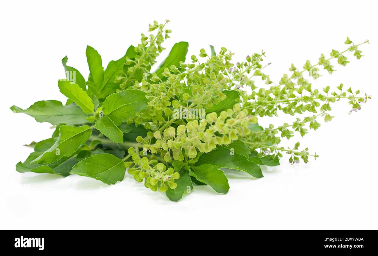 Sweet Basil plant isolated on white background Stock Photo - Alamy