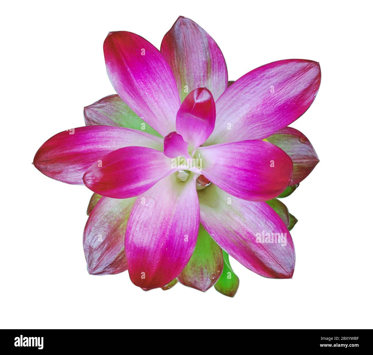 Turmeric flower isolated on white background Stock Photo - Alamy