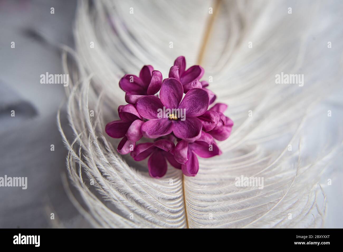 Five-pointed lilac violet flowers on a white ostrich feather. A lilac ...