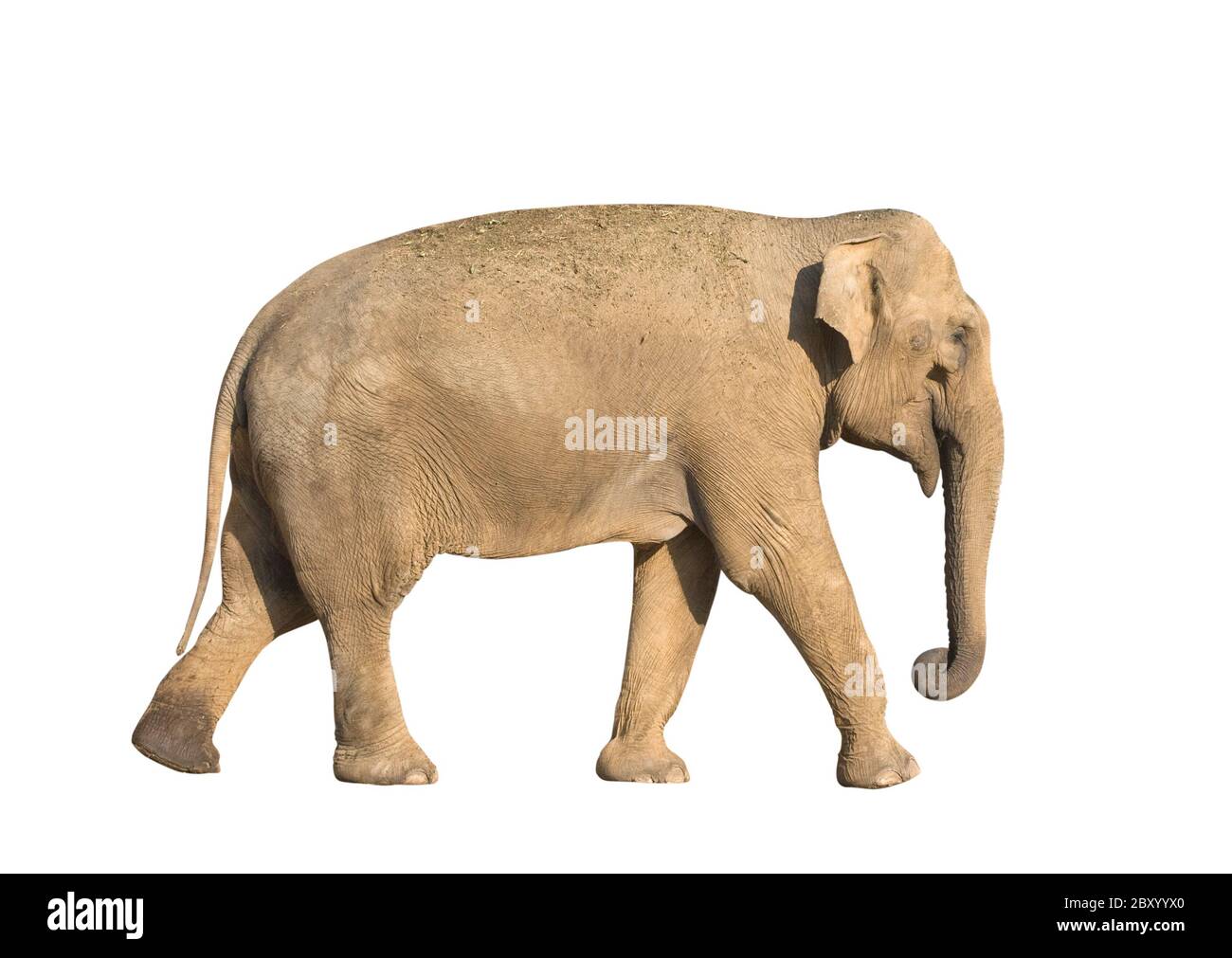 Standing brown elephant isolated over white backgr Stock Photo - Alamy