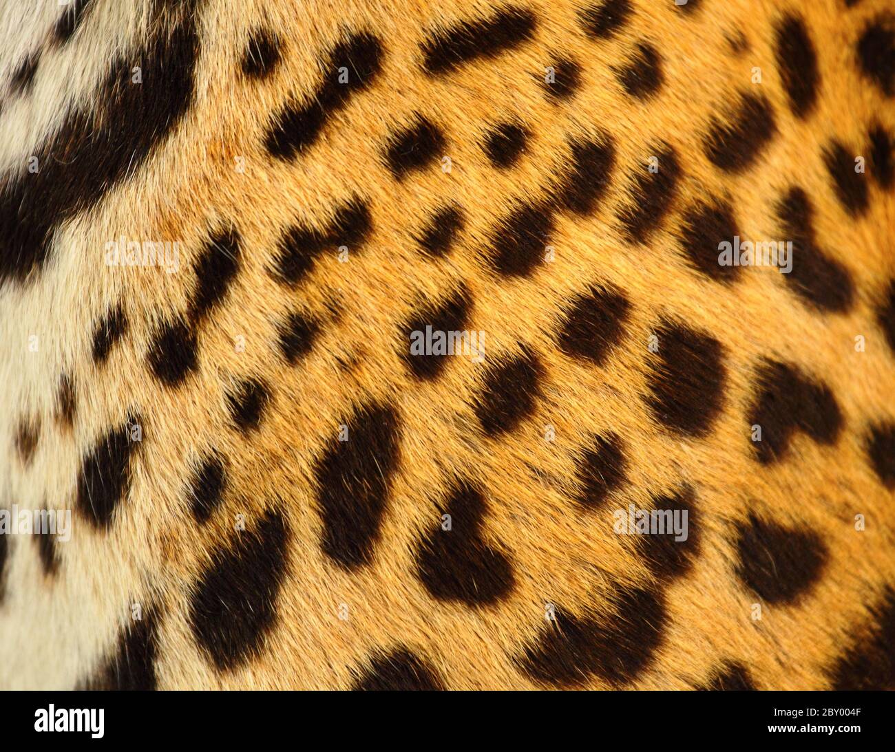 Leopard Skin Coat High Resolution Stock Photography and Images - Alamy
