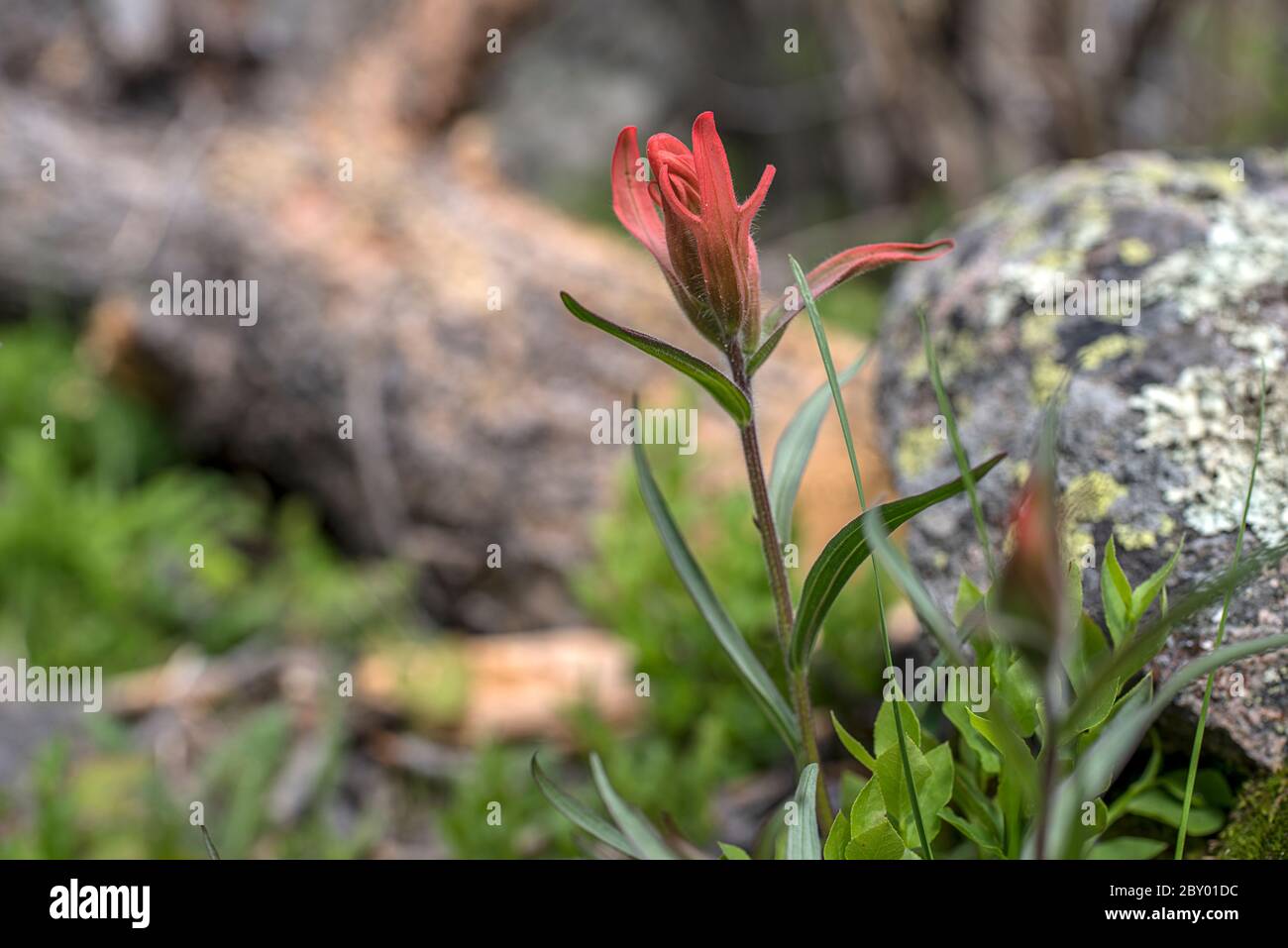 Orange paintbrush castilleja integra hi-res stock photography and ...