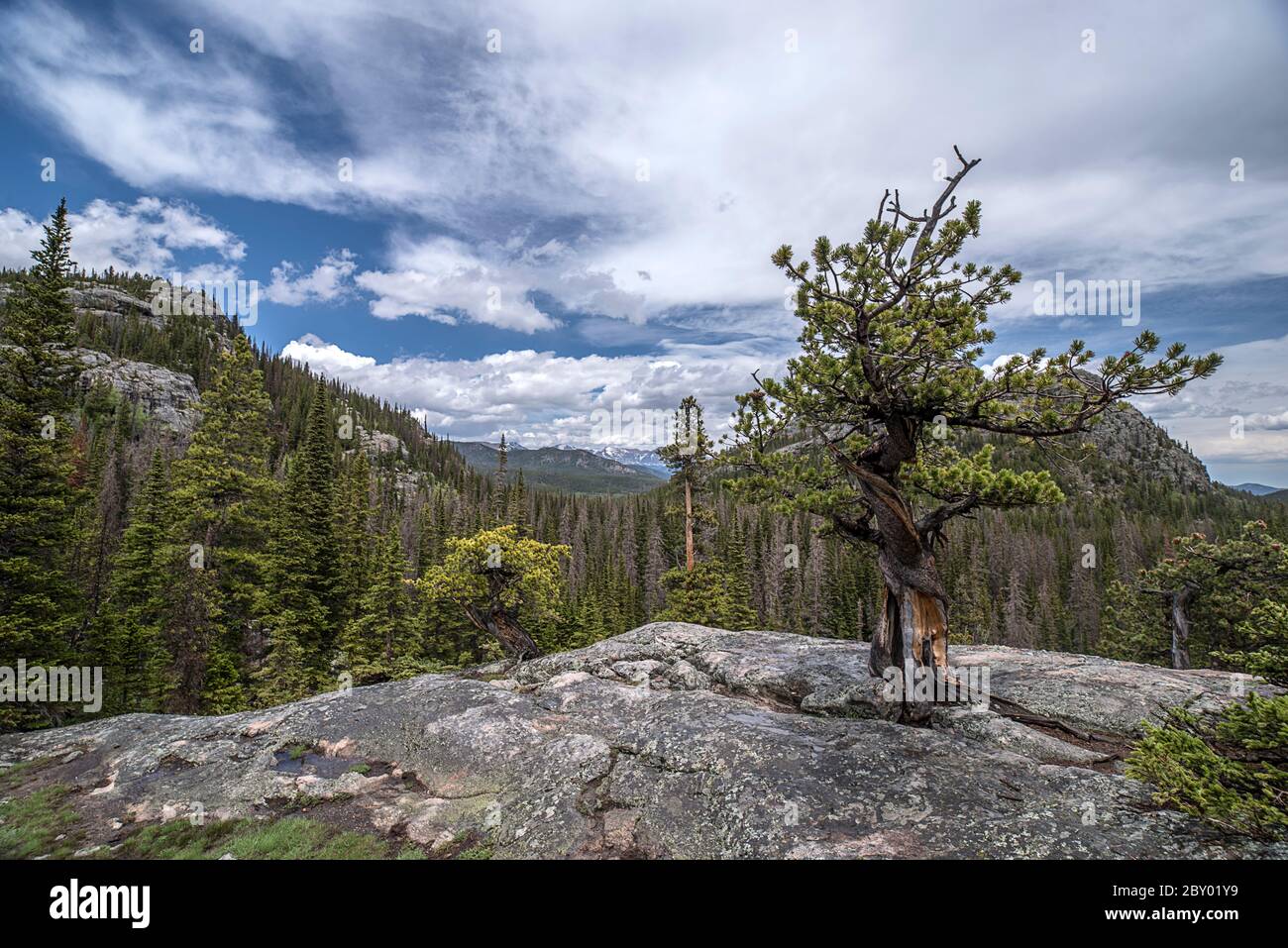 Wind-twisted Conifer Tree on the Trail to Mill's Pond, Rocky Mountain ...