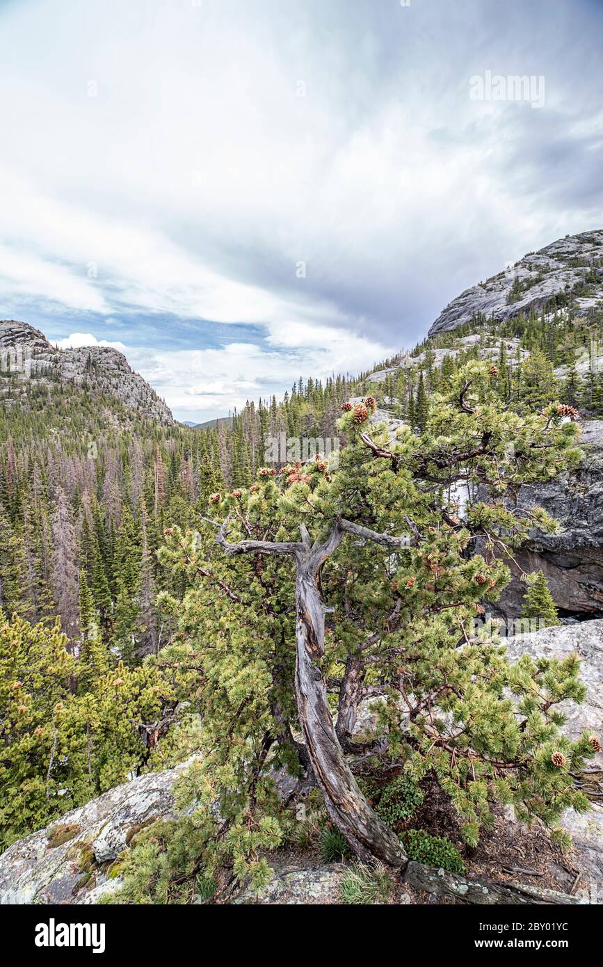 Wind-twisted Conifer Tree on the Trail to Mill's Pond, Rocky Mountain ...