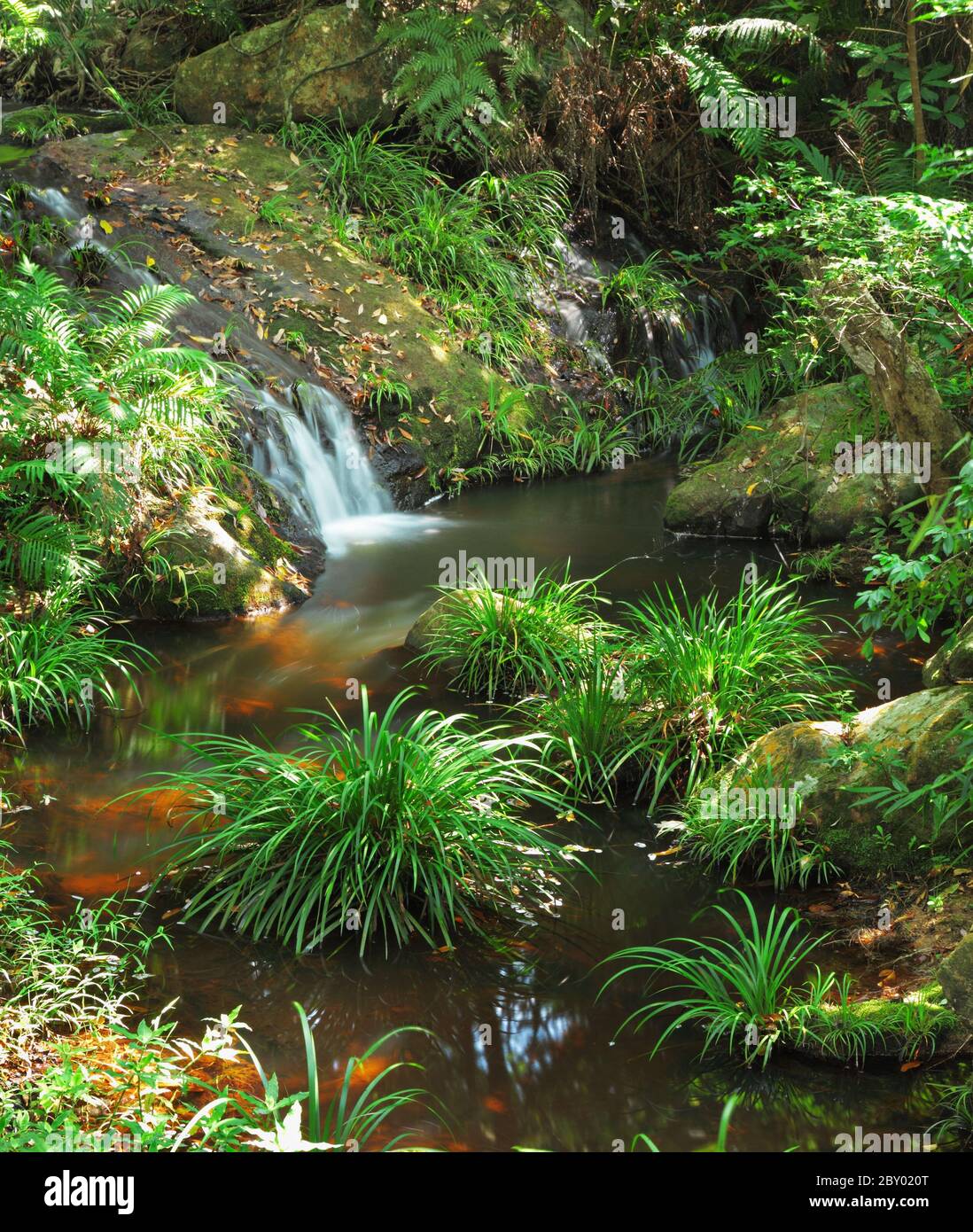 water spring in jungle Stock Photo - Alamy