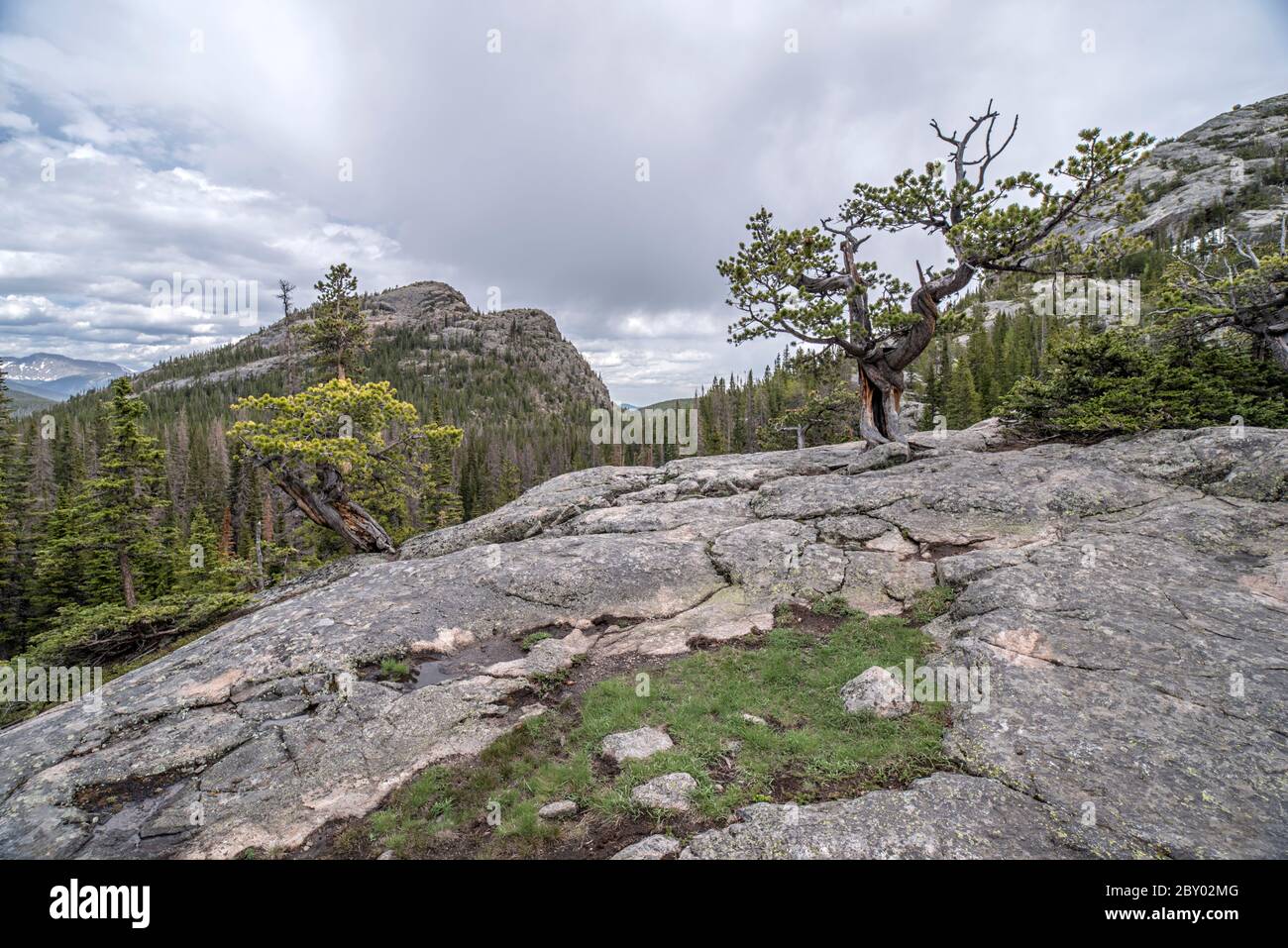 Wind-twisted Conifer Tree on the Trail to Mill's Pond, Rocky Mountain ...