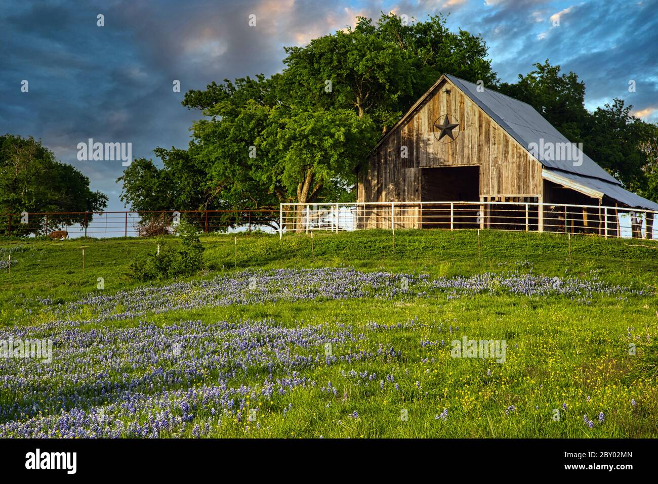 Texas bluebonnets and barn hi-res stock photography and images - Alamy