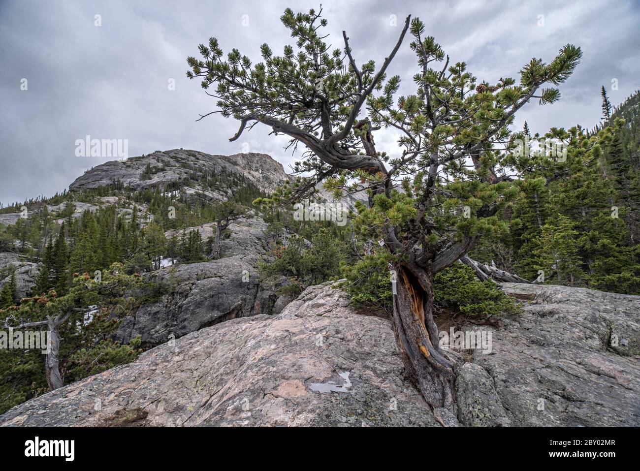 Wind-twisted Conifer Tree on the Trail to Mill's Pond, Rocky Mountain ...