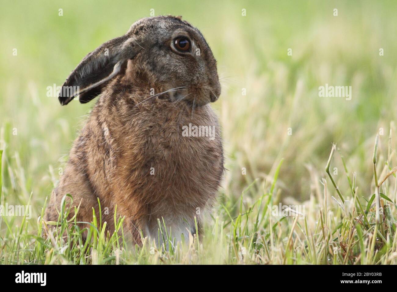 Hase field hi-res stock photography and images - Alamy