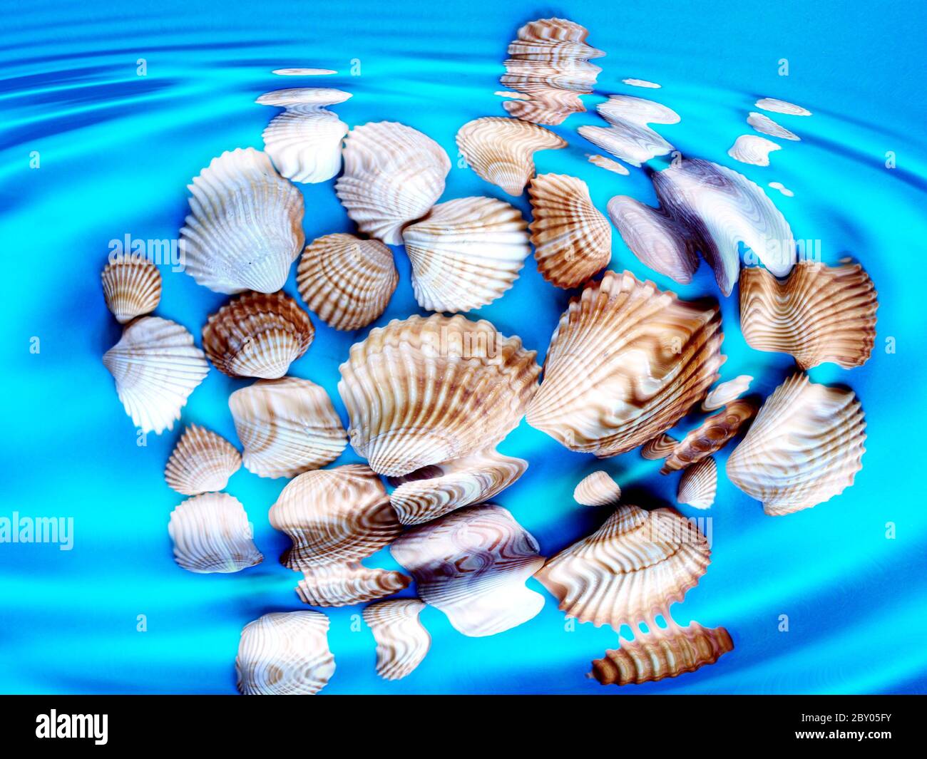 Underwater shells hi-res stock photography and images - Alamy