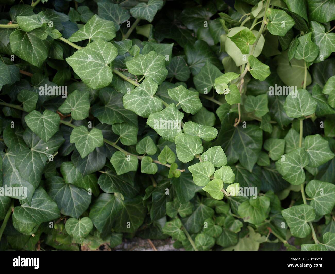 Green trailing ivy hi-res stock photography and images - Alamy