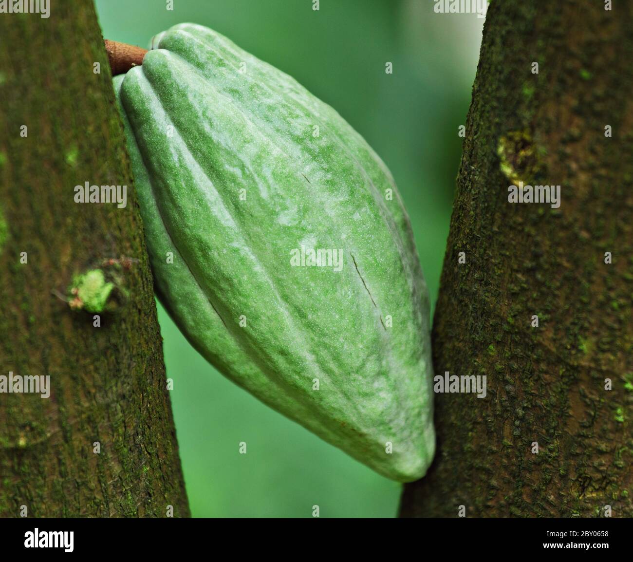 Cocoa pod and seed hi-res stock photography and images - Alamy