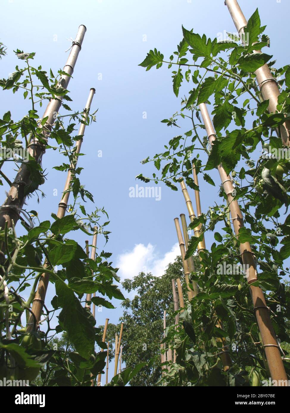Tomato plant with bamboo cane hi-res stock photography and images - Alamy