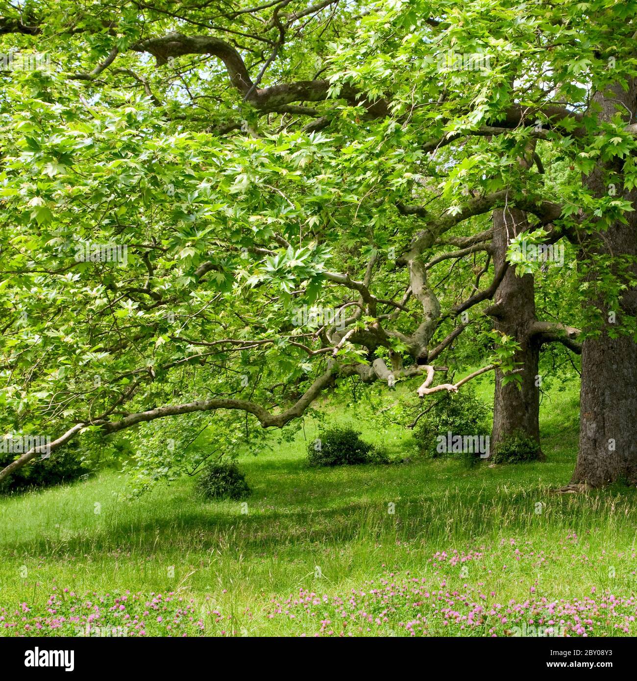 Big plane trees Stock Photo - Alamy