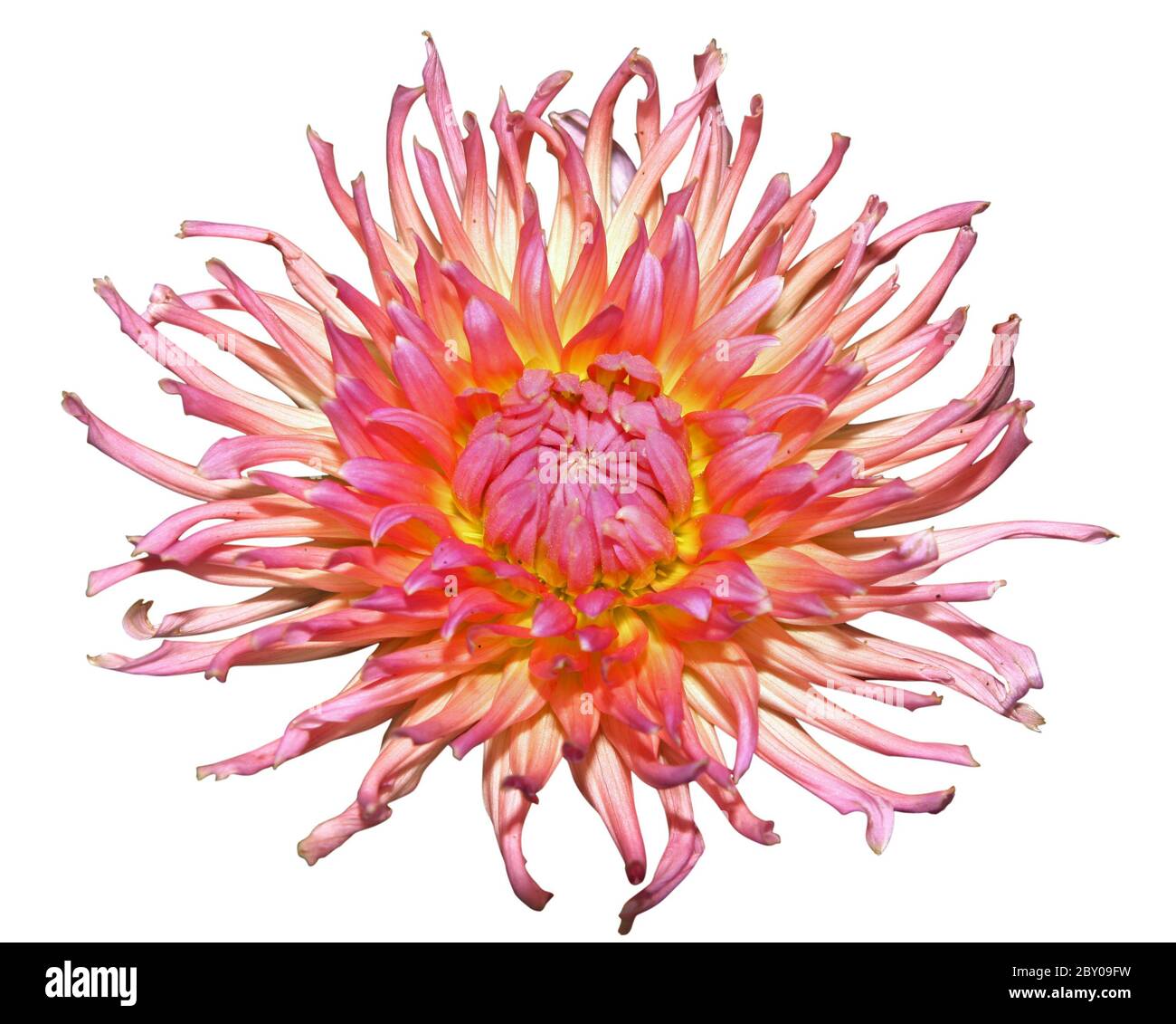 Georgina flower Cut Out Stock Images & Pictures - Alamy