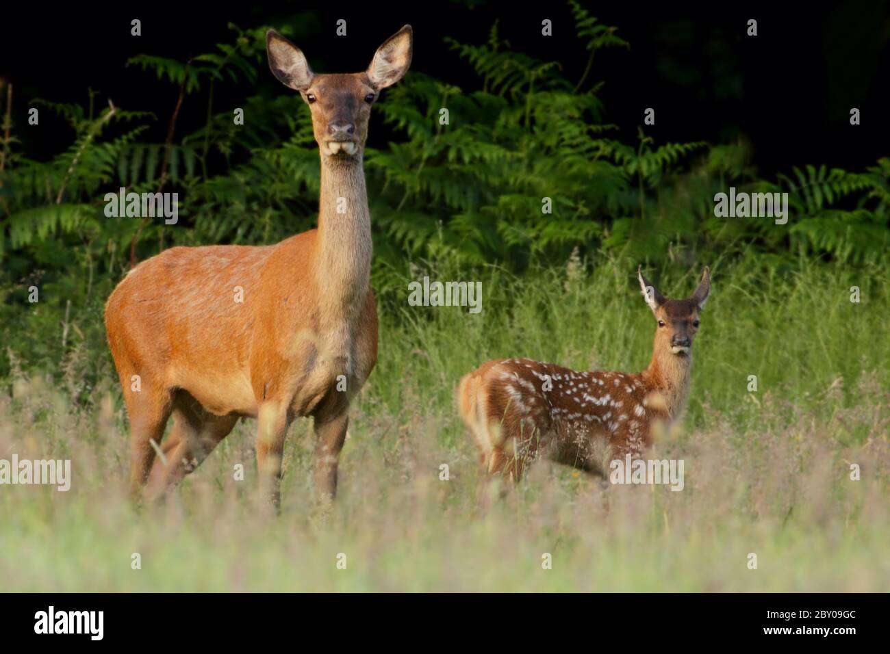 Doe and calf hi-res stock photography and images - Alamy