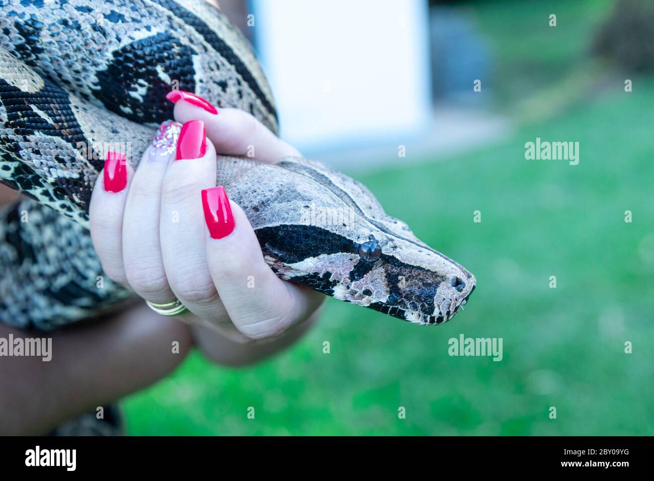 Woman hand holding a boa constrictor snake (Boa constrictor Stock Photo ...