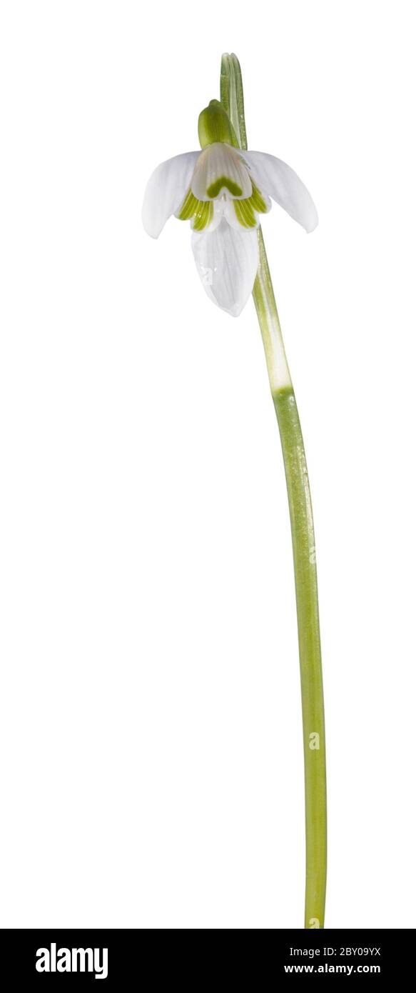 snowdrop flower isolated Stock Photo - Alamy