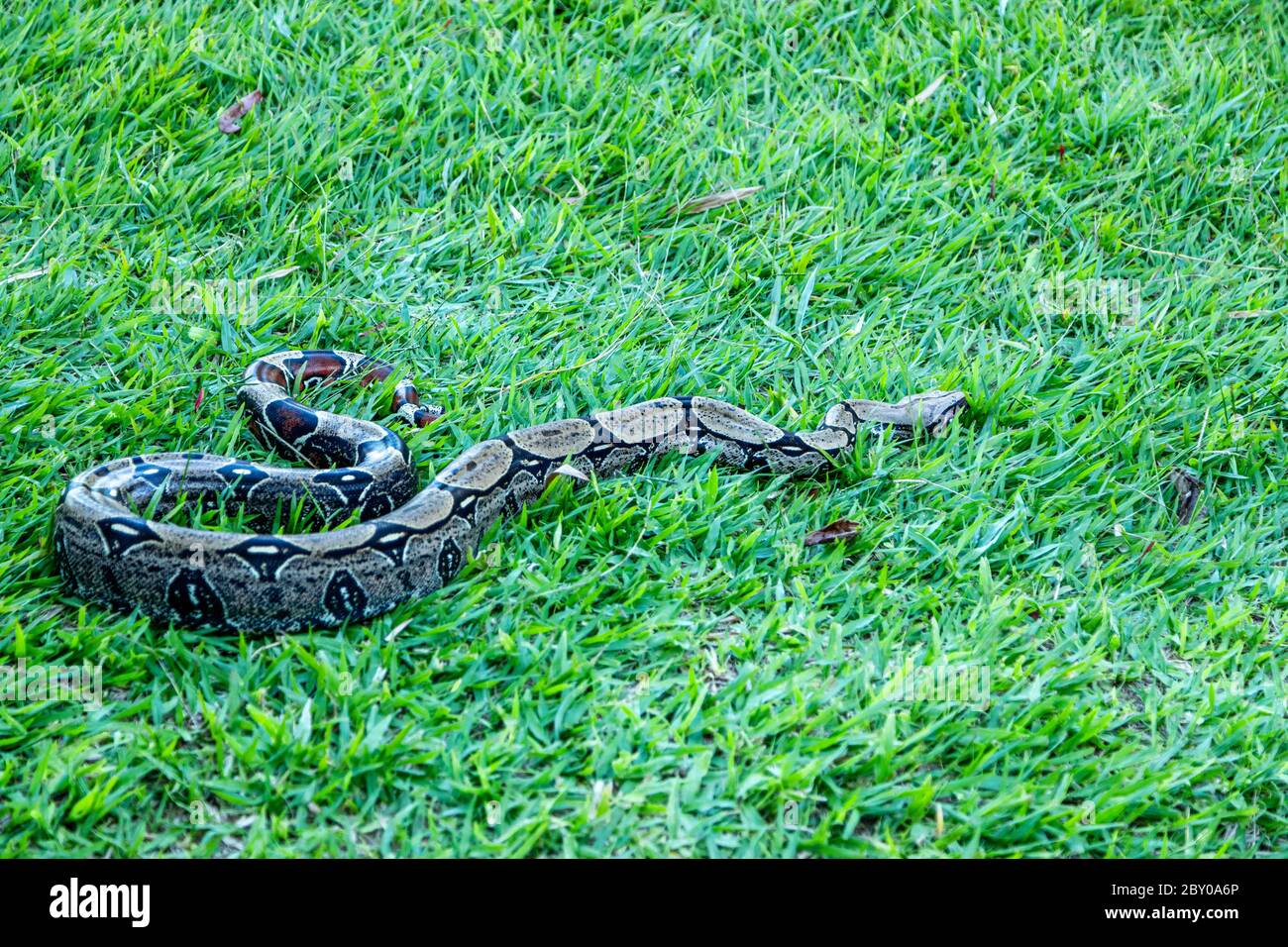 Emperor boa hi-res stock photography and images - Alamy