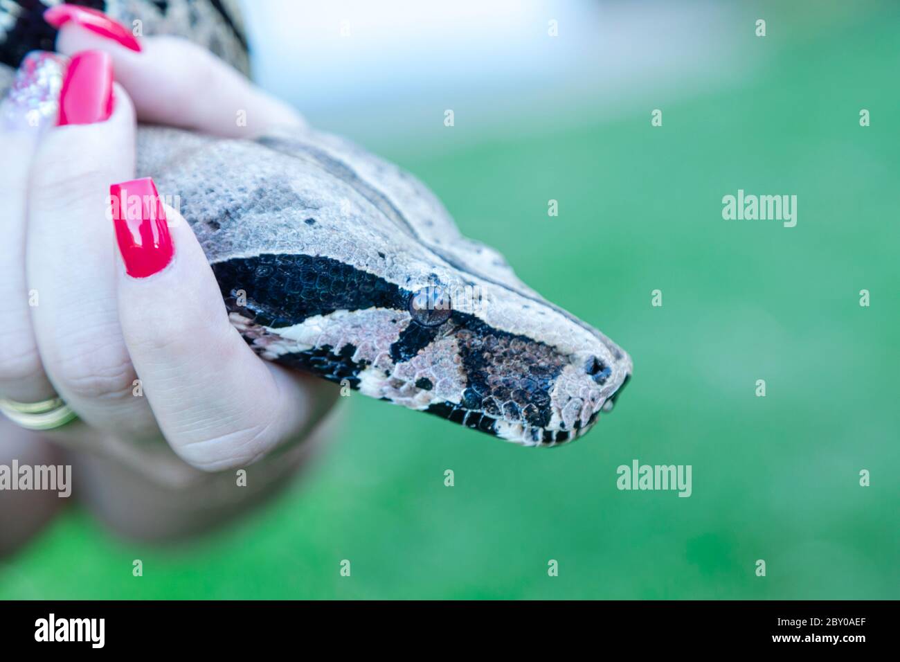 Woman hand holding a boa constrictor snake (Boa constrictor Stock Photo ...