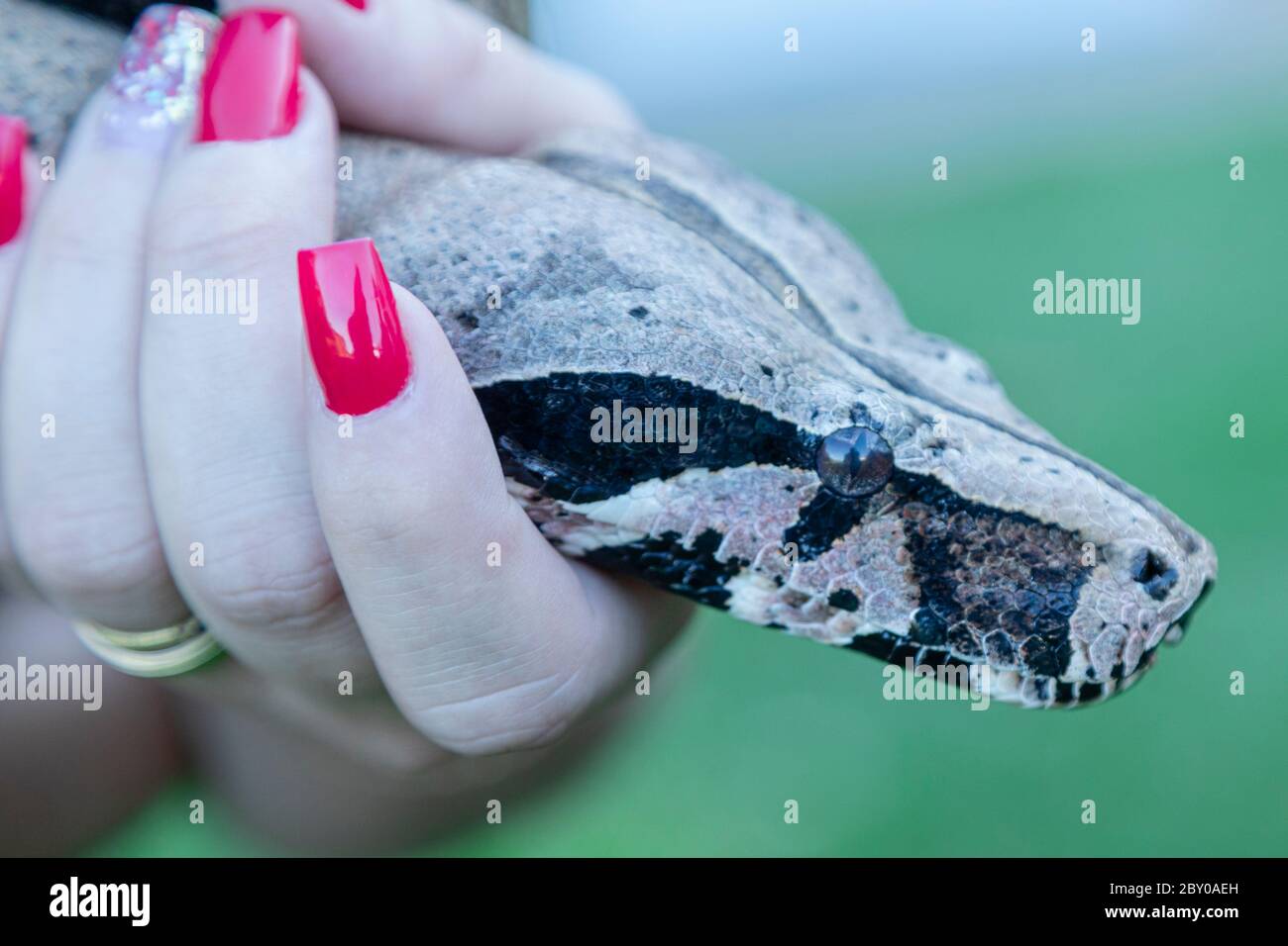 Woman hand holding a boa constrictor snake (Boa constrictor Stock Photo ...