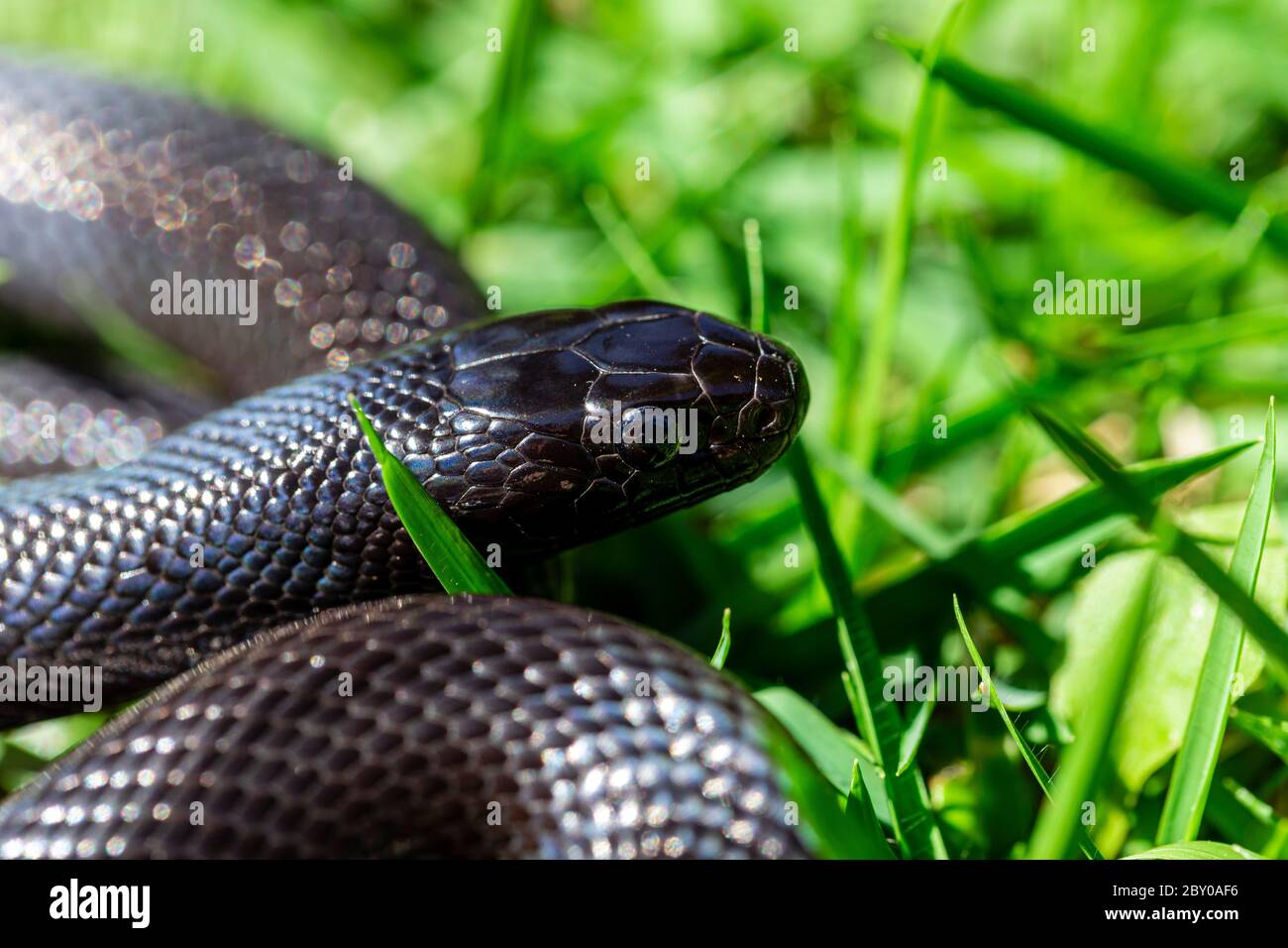 The Mexican black kingsnake (Lampropeltis getula nigrita) is part of ...