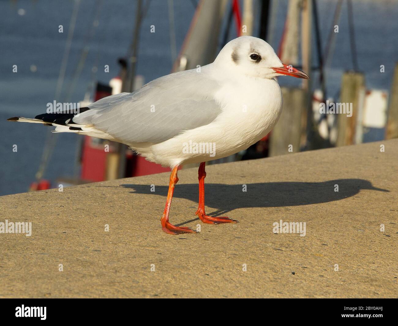Birad at the harbour Stock Photo - Alamy