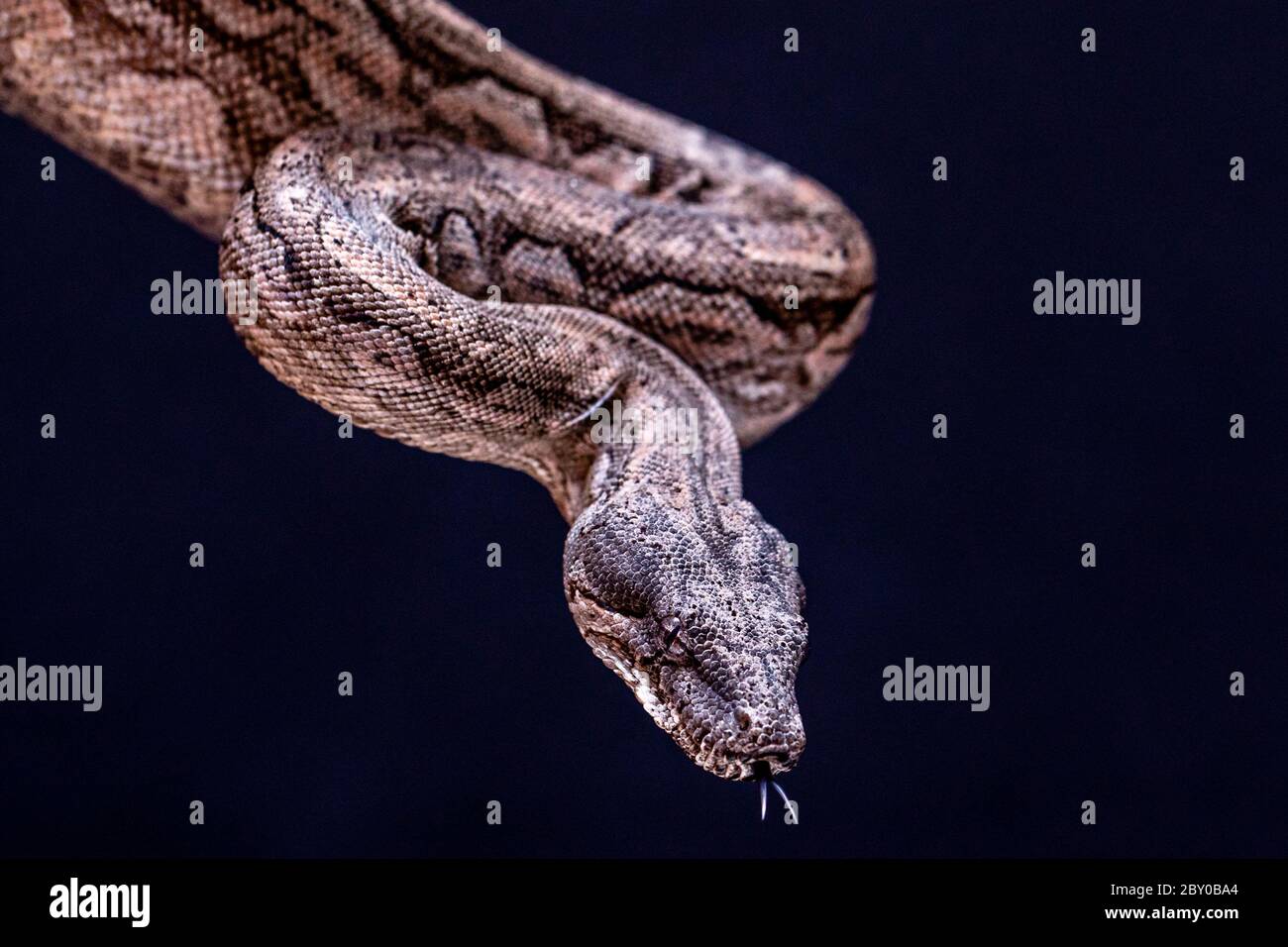 The boa constrictor is a fish snake that can reach an adult size of 2 ...