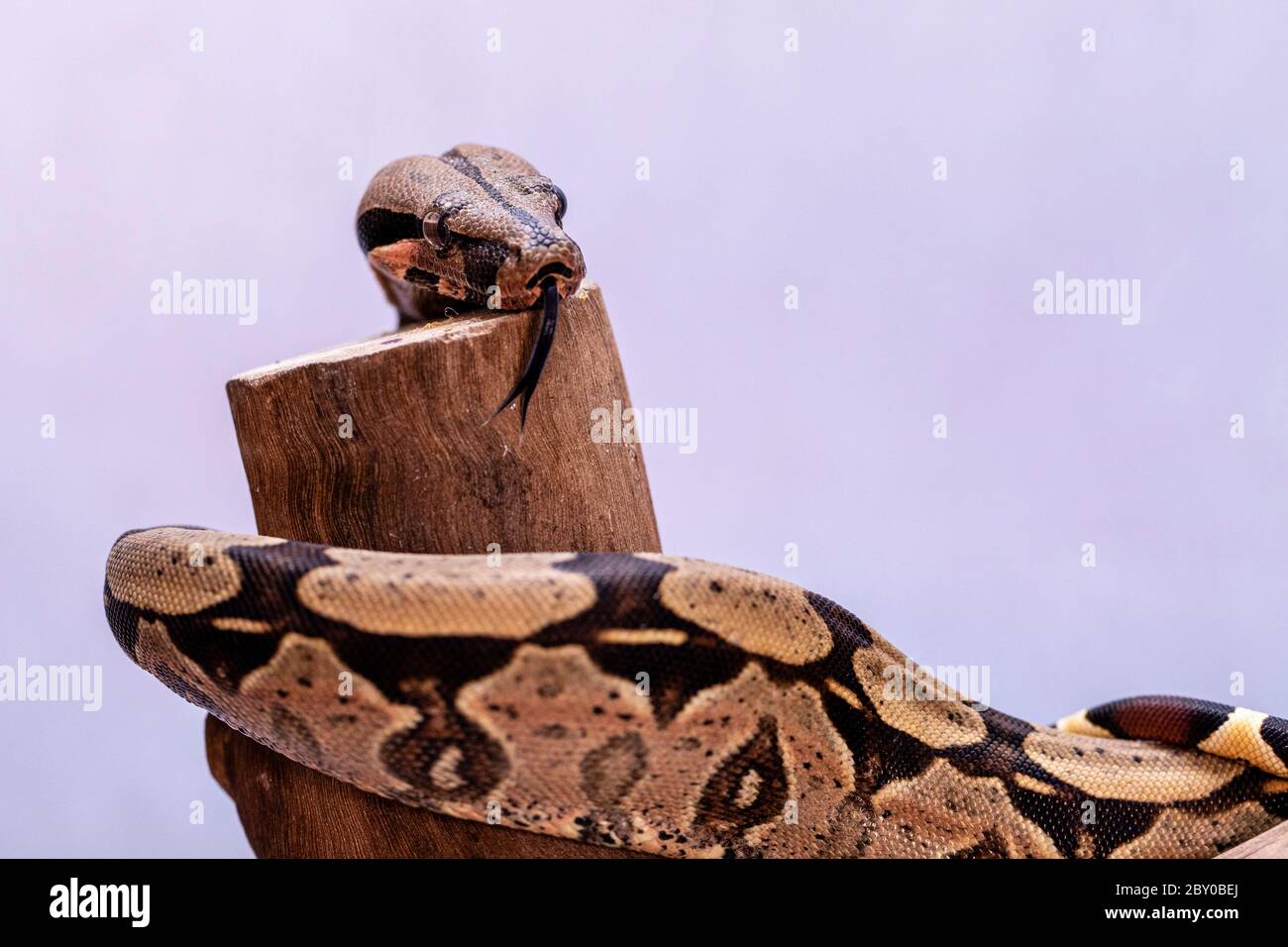 The boa constrictor (Boa constrictor), also called the red-tailed boa ...