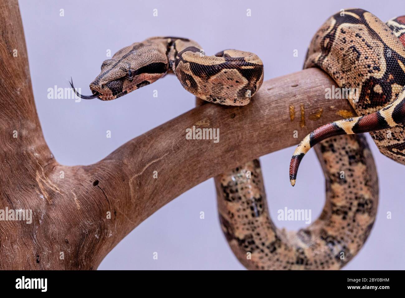 The boa constrictor (Boa constrictor), also called the red-tailed boa ...