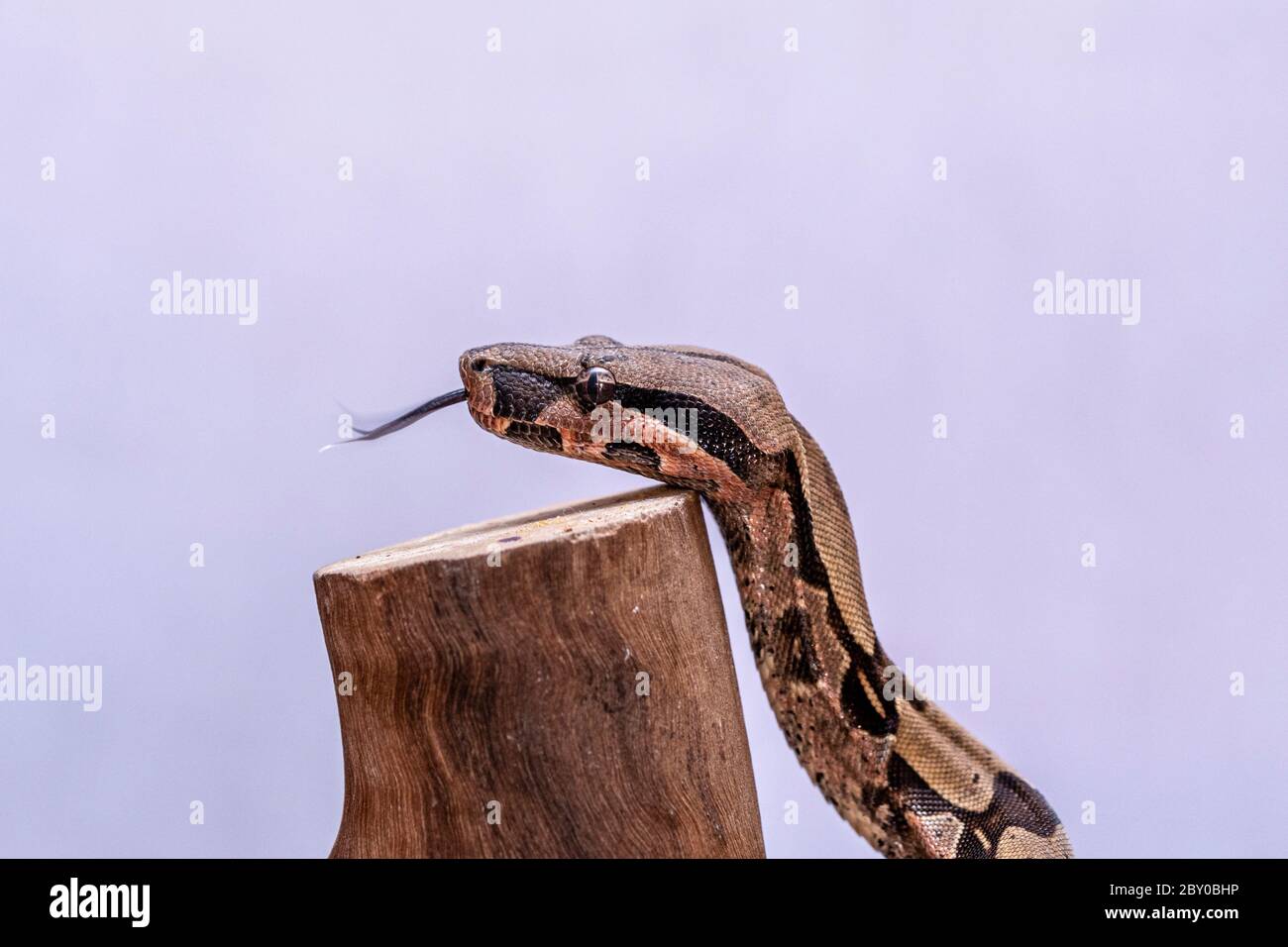 The boa constrictor (Boa constrictor), also called the red-tailed boa ...