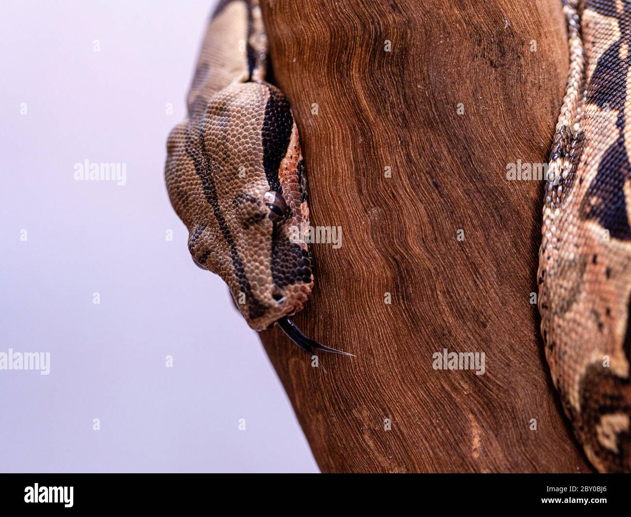 The boa constrictor (Boa constrictor), also called the red-tailed boa ...