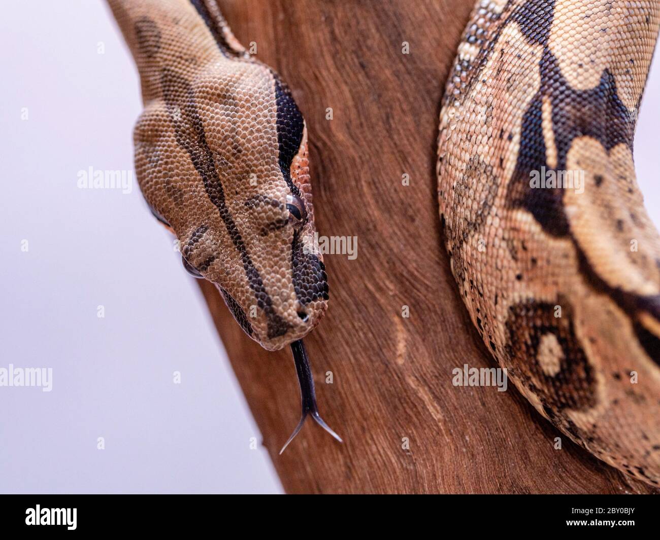 The boa constrictor (Boa constrictor), also called the red-tailed boa ...