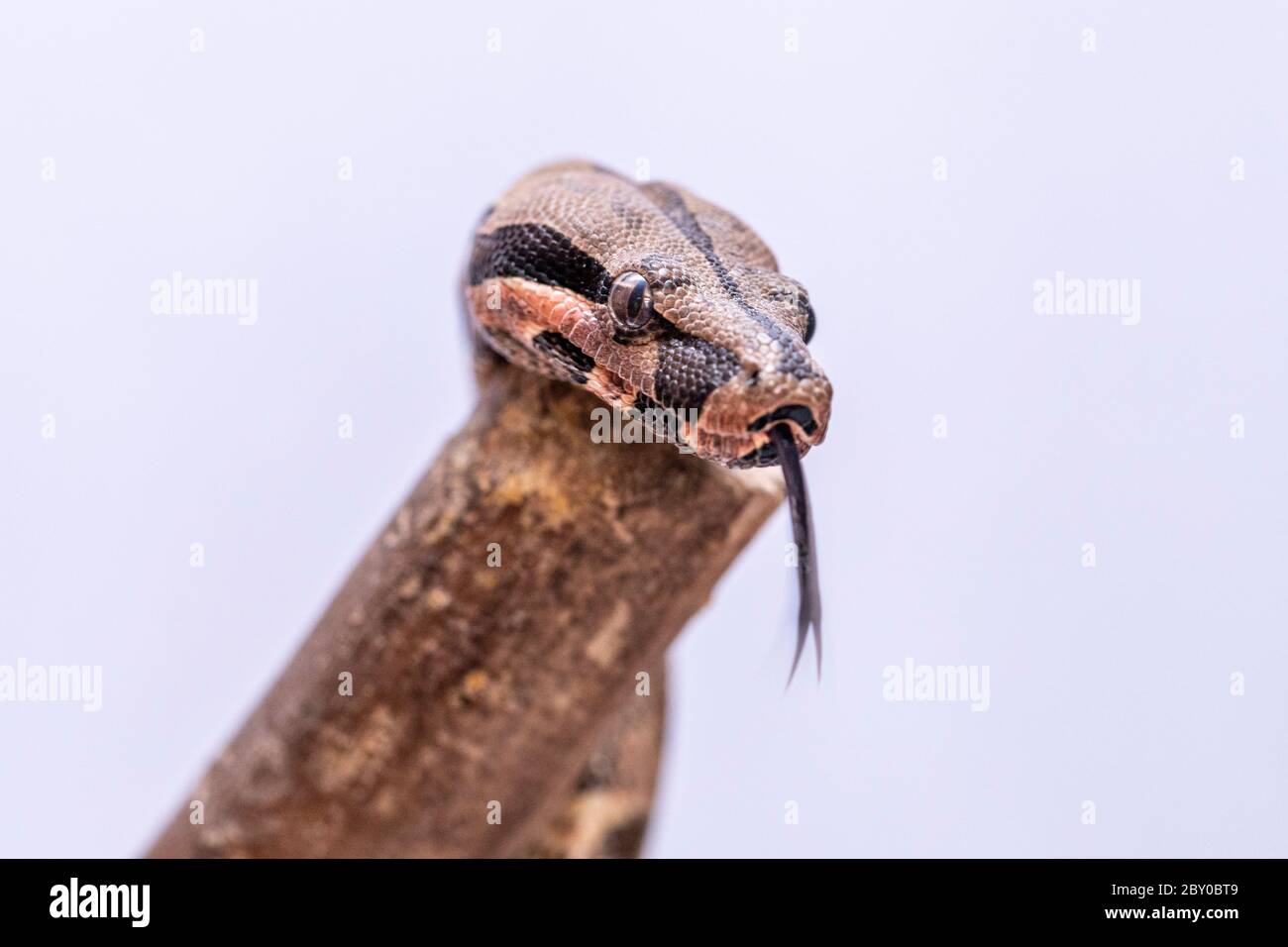 The boa constrictor (Boa constrictor), also called the red-tailed boa ...