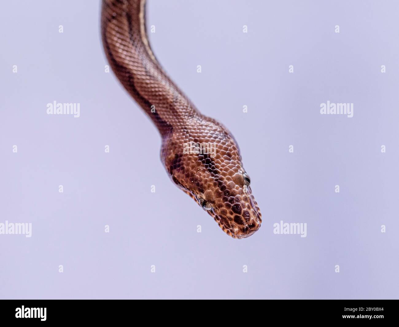 Epicrates cenchria is a boa species endemic to Central and South ...