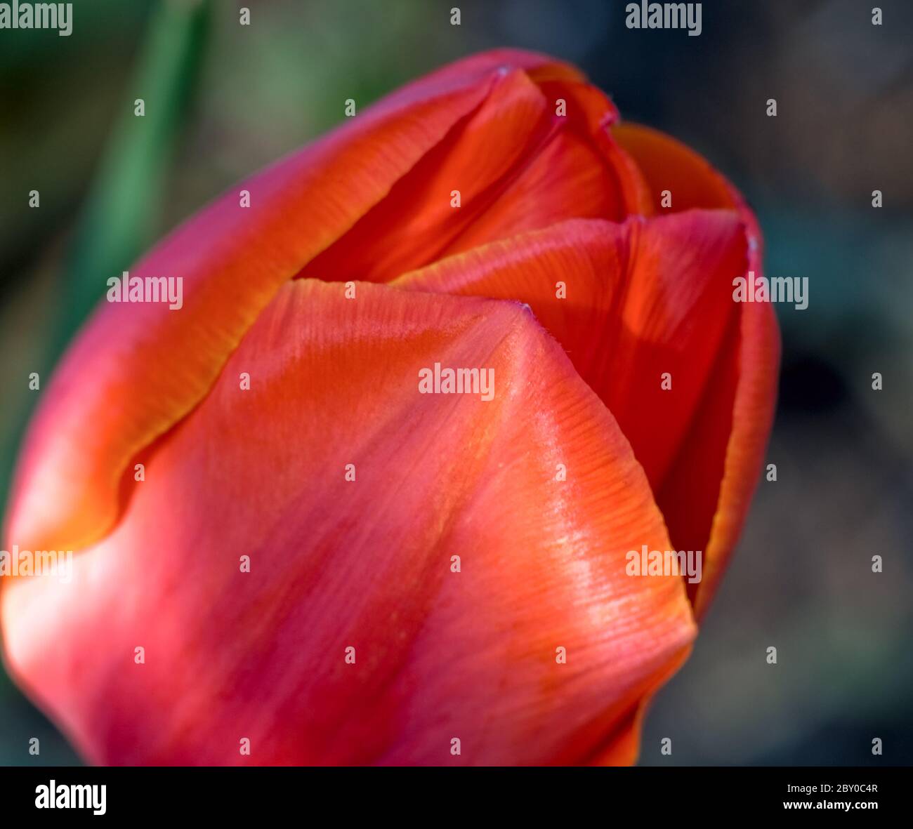 tulip from above Stock Photo - Alamy