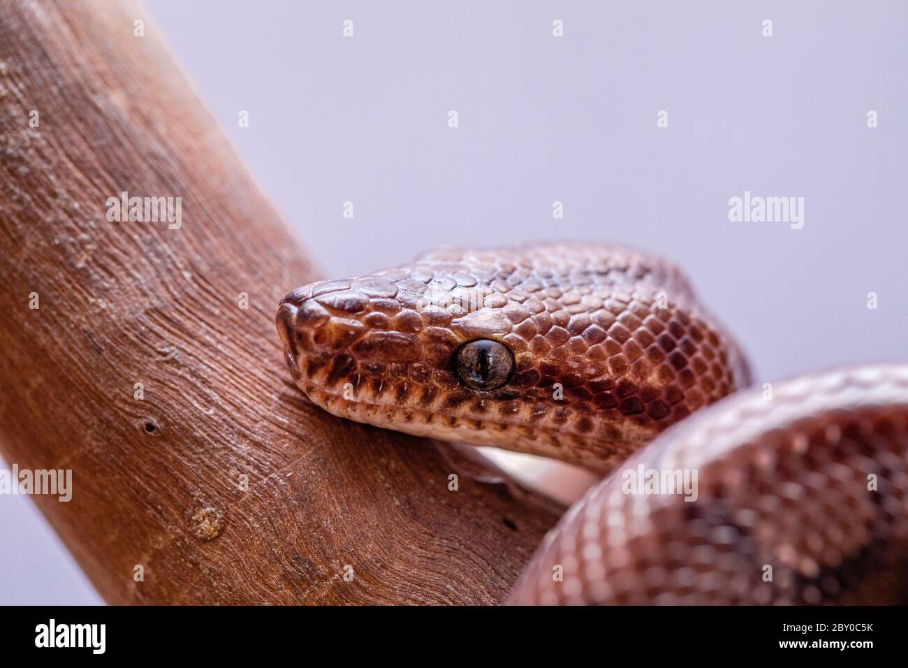 Epicrates cenchria is a boa species endemic to Central and South ...