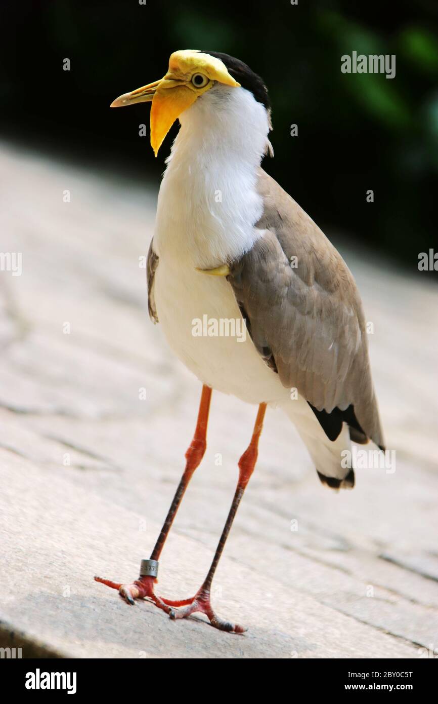 a Masked lapwing with long legs. It s a large, common and conspicuous ...