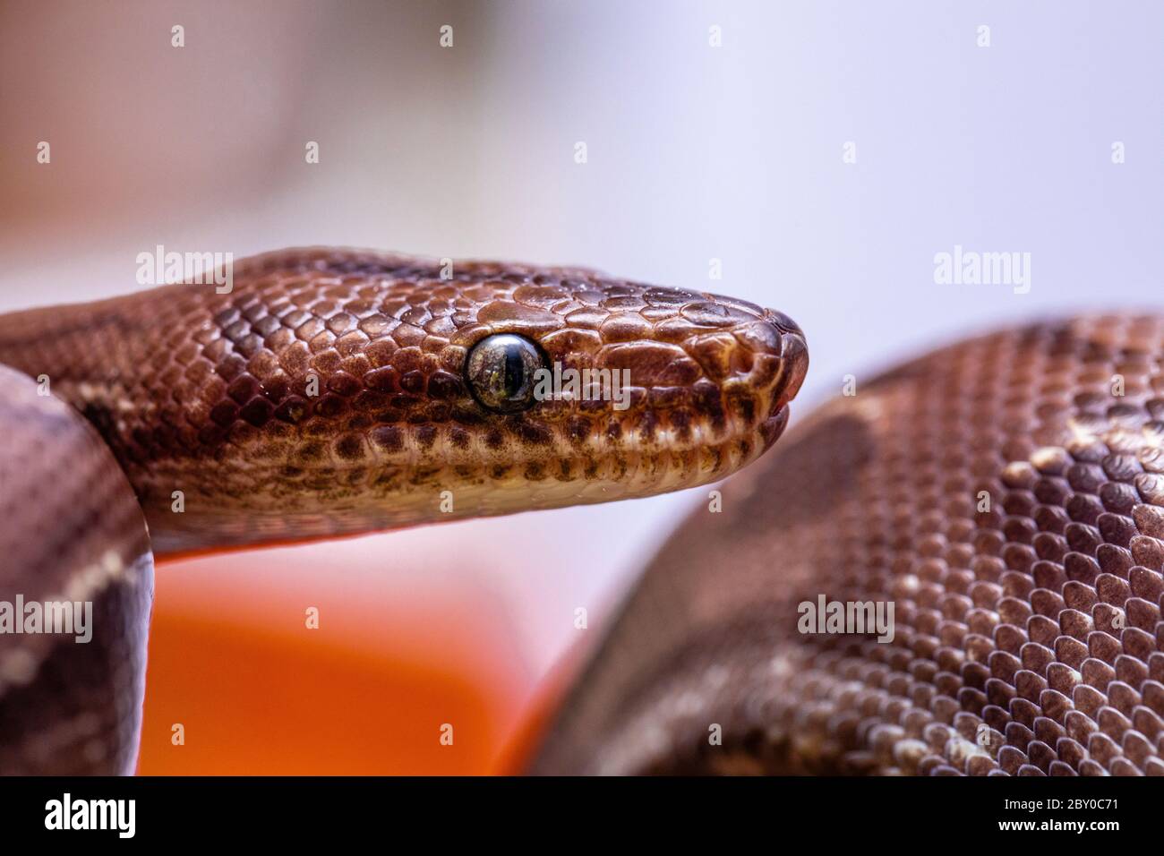 Epicrates cenchria is a boa species endemic to Central and South ...