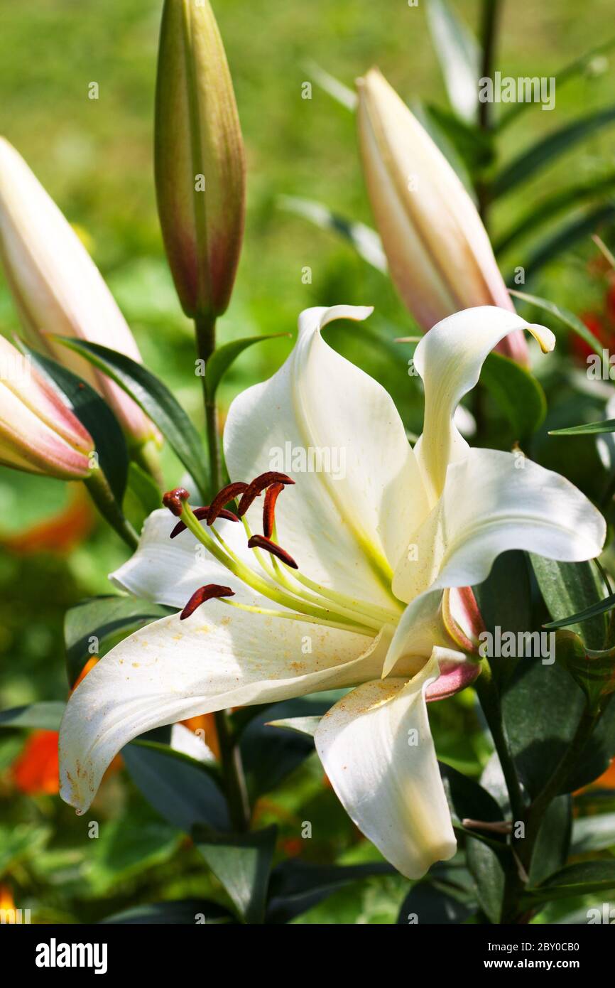Pair of elegant lilies hi-res stock photography and images - Alamy