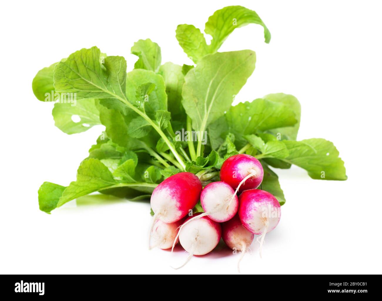 How to grow radishes Cut Out Stock Images & Pictures - Alamy