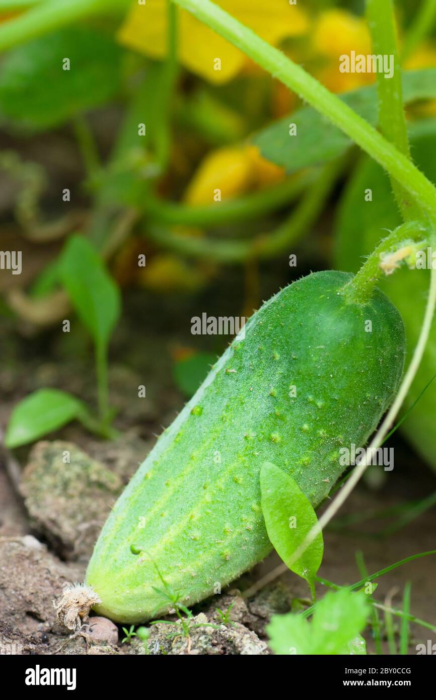Harvesting cucumber seeds hi-res stock photography and images - Alamy