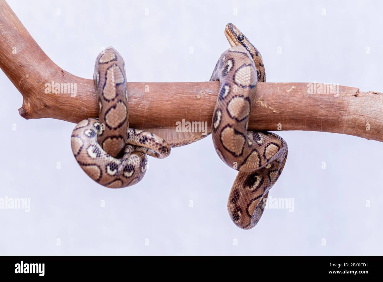 Epicrates cenchria is a boa species endemic to Central and South ...