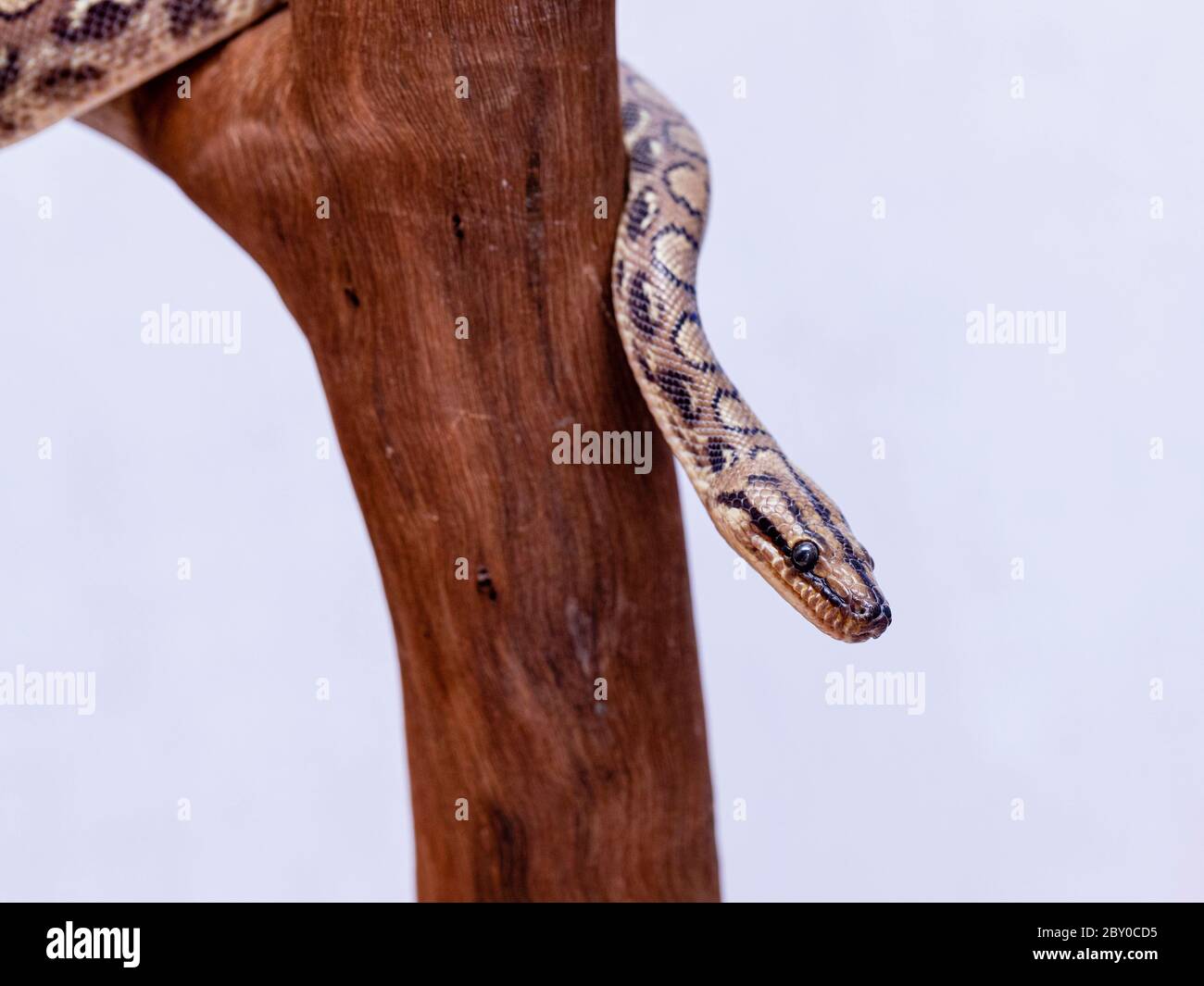 Epicrates cenchria is a boa species endemic to Central and South ...