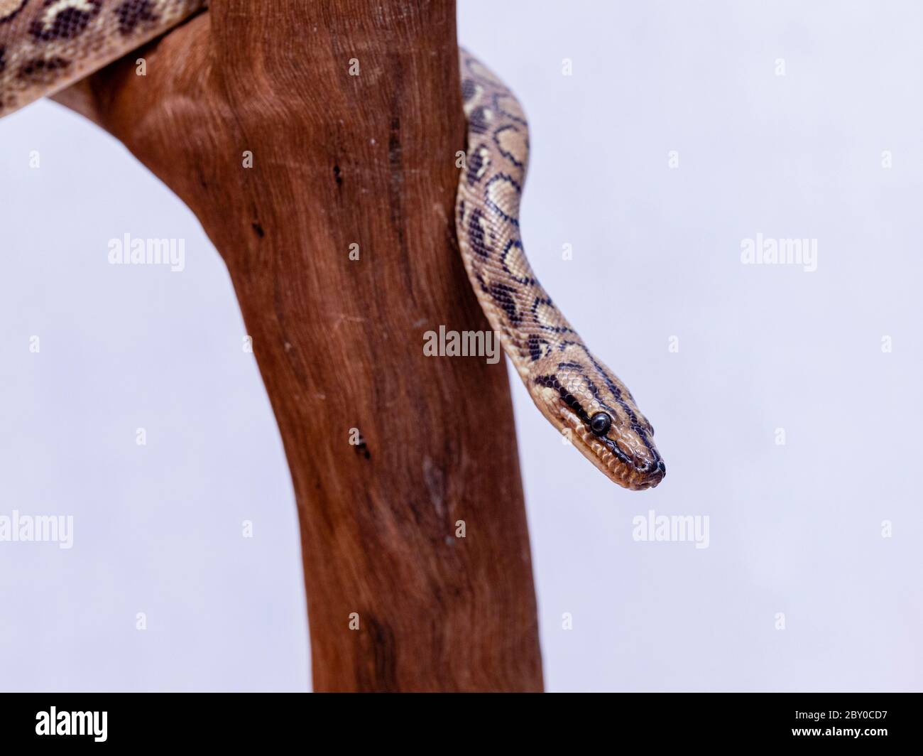 Epicrates cenchria is a boa species endemic to Central and South ...