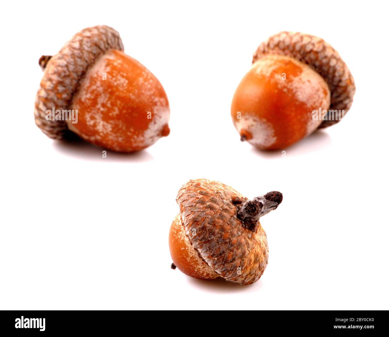 Orange acorn on oak tree Cut Out Stock Images & Pictures - Alamy