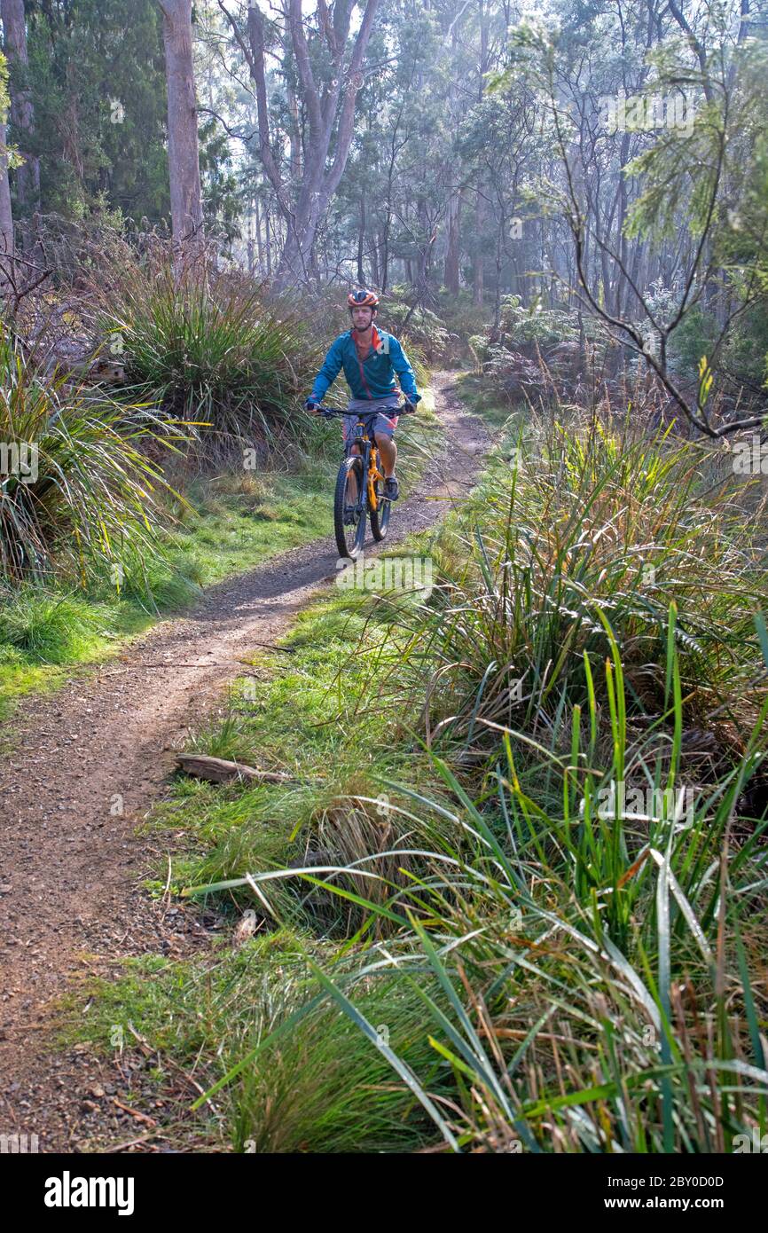 Mountain biking at Trevallyn Nature Recreation Area in Launceston Stock ...